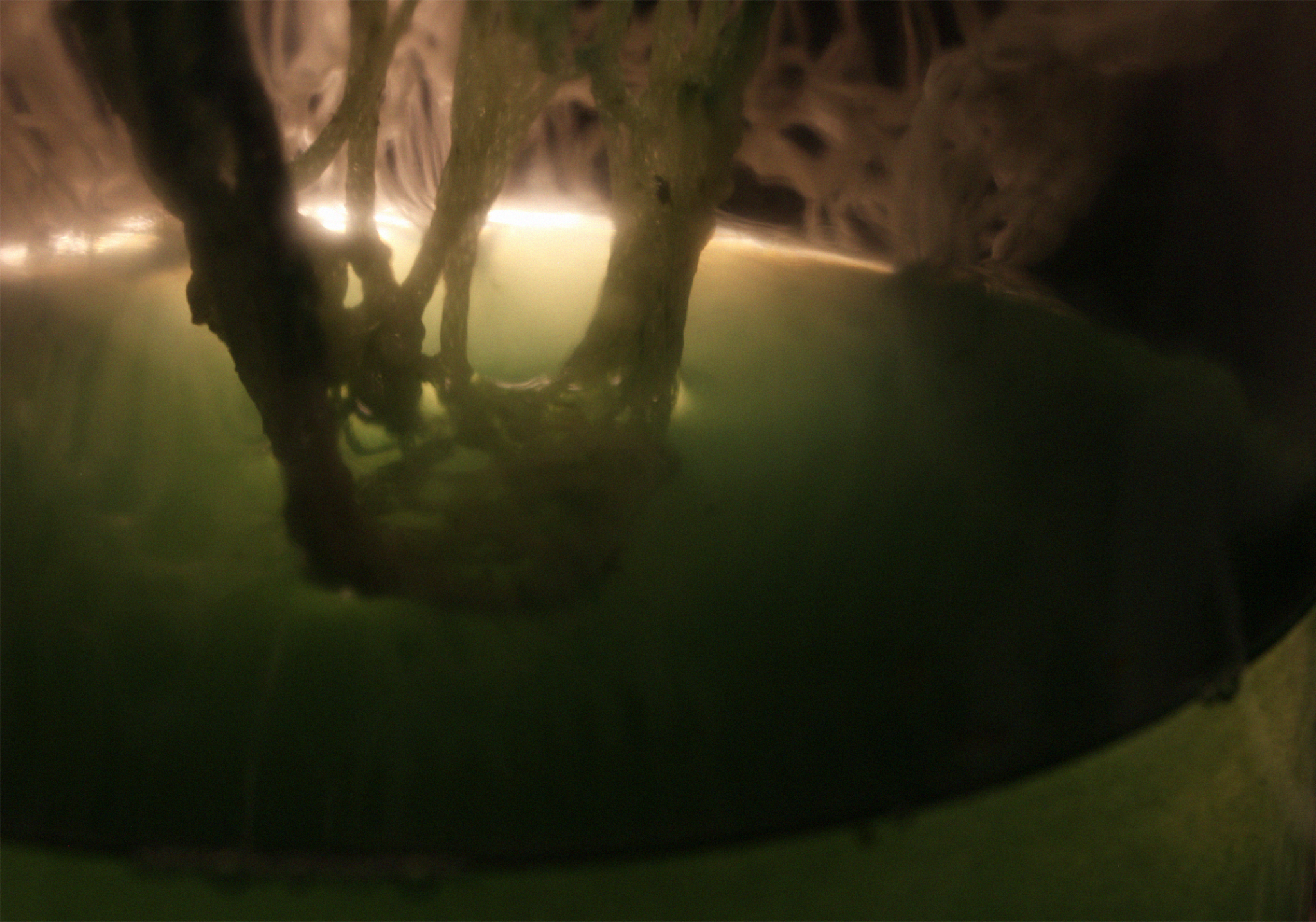 Peer-review of Aman Asif’s exhibition — Estonian Academy of Arts